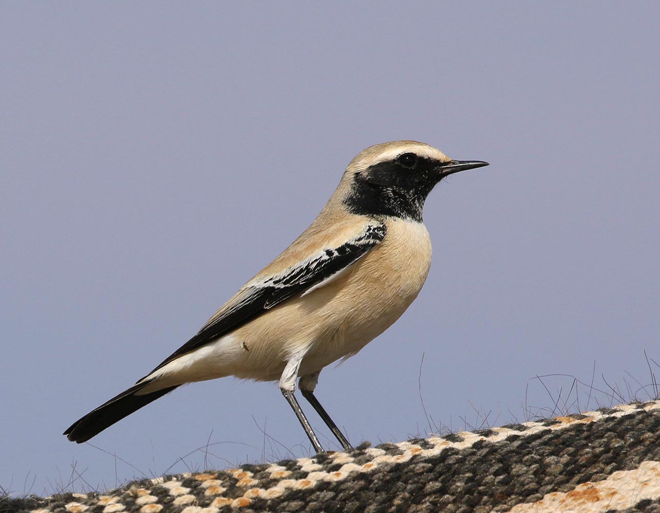 Jordan Bird List - JBW Jordan Bird List by Jordan BirdWatch