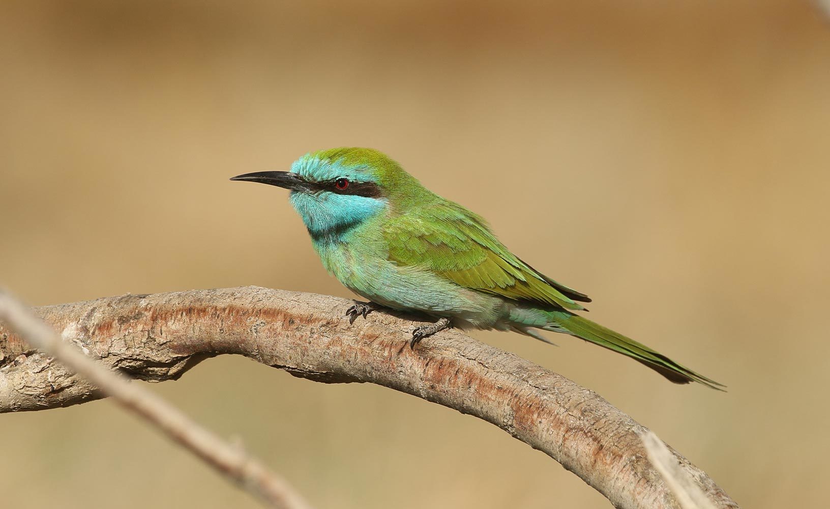 About JBW - JBW About Jordan BirdWatch wild birds protection