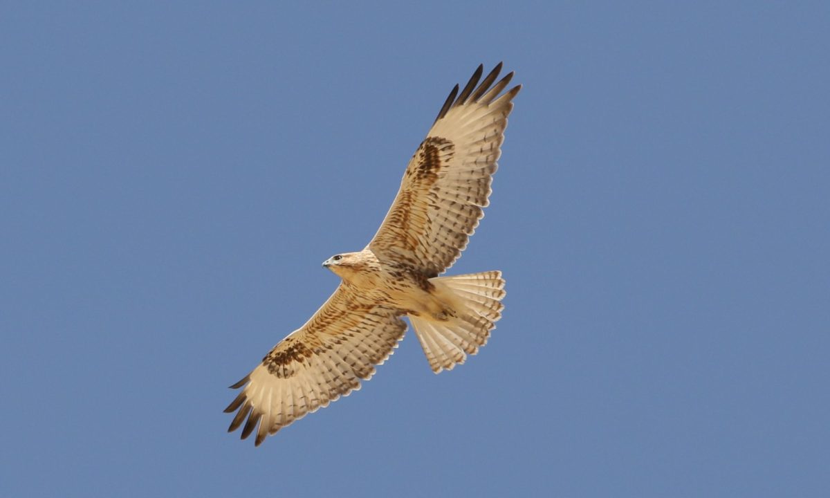 Birds in Jordan – JBW