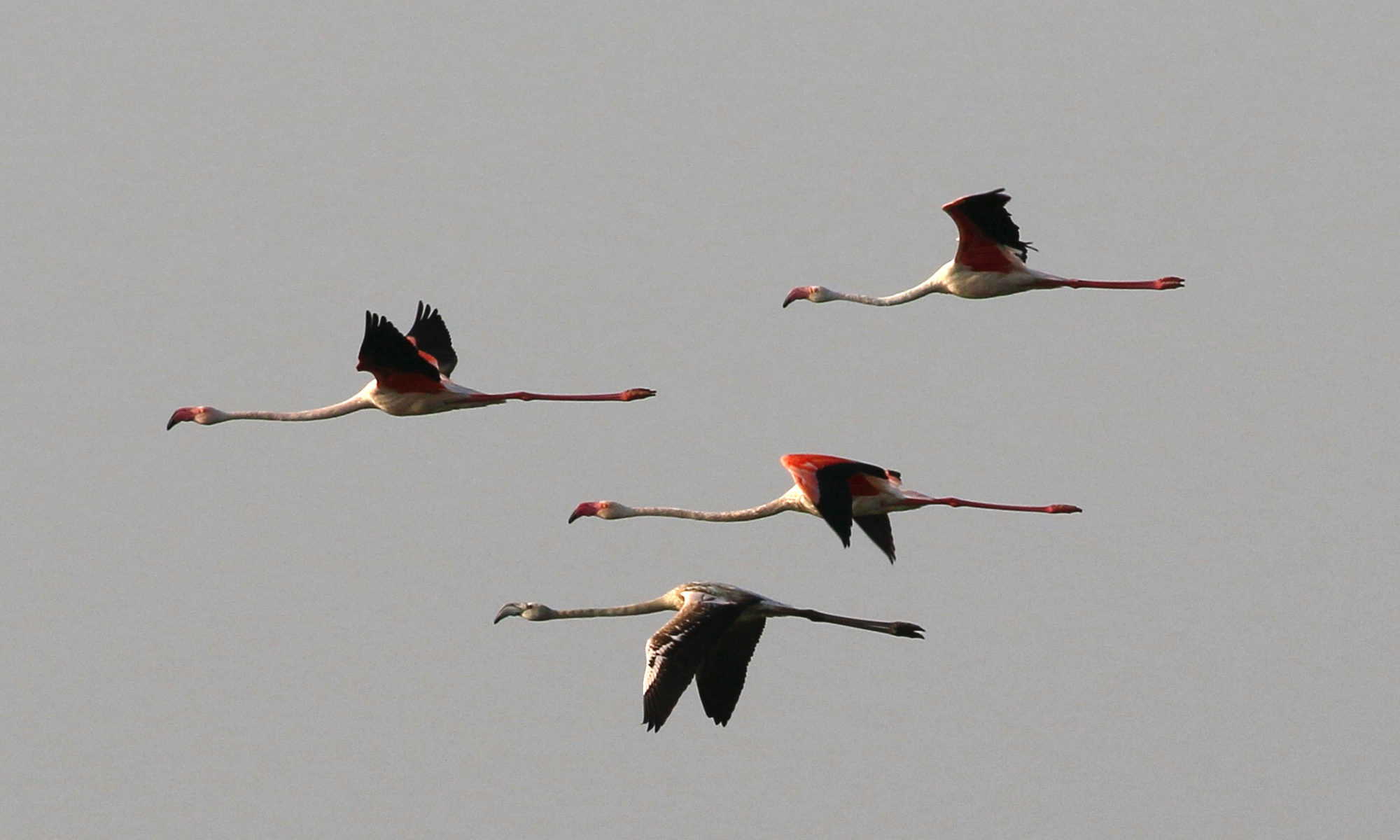 Contact - JBW Contact Jordan BirdWatch
