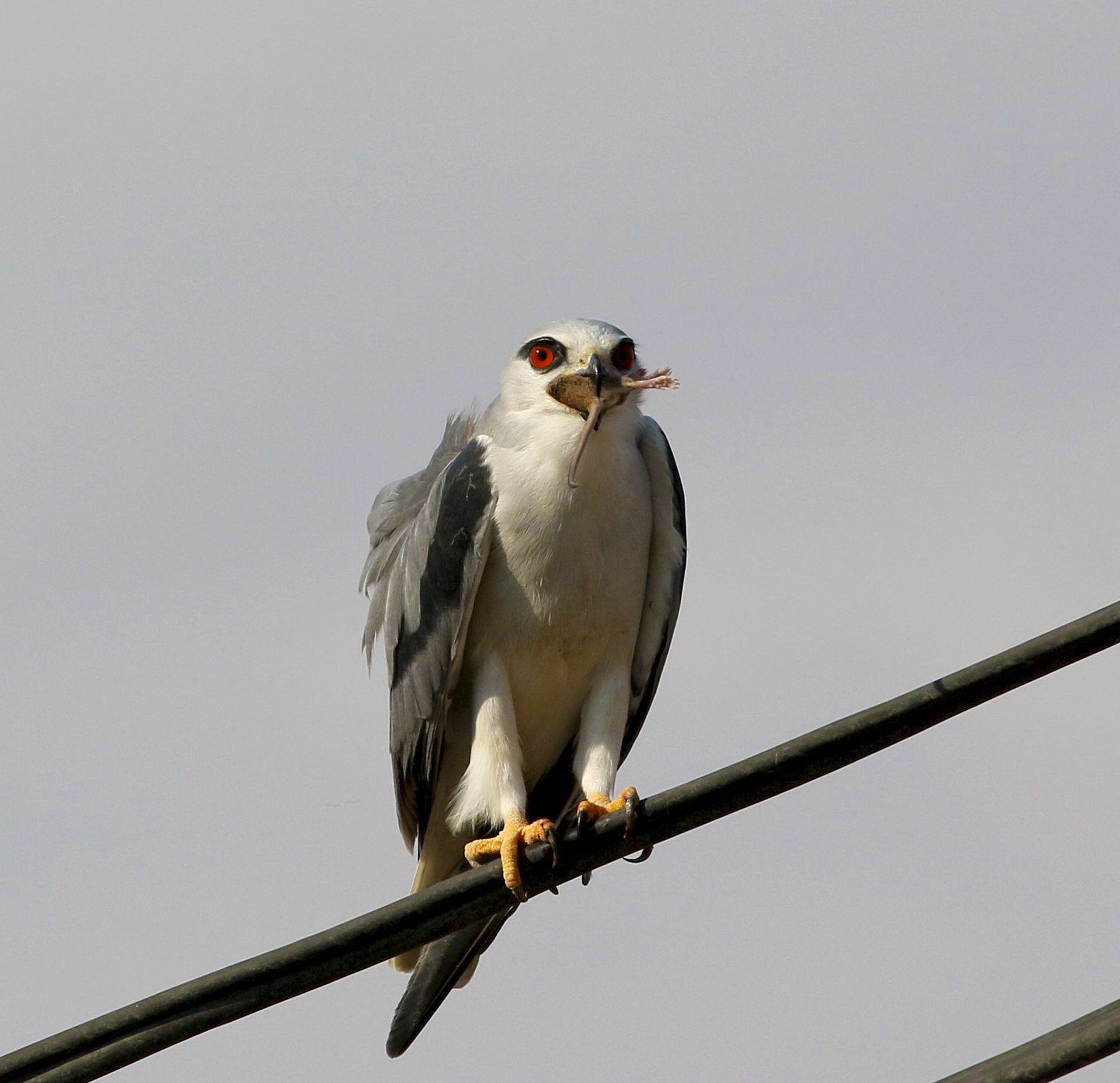Clean-up event and bird watching in Wadi Gharaba - JBW