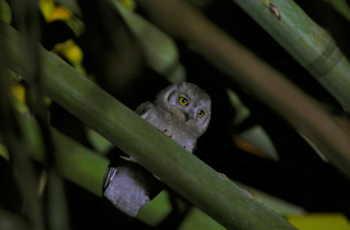Birds in Jordan - Avifauna