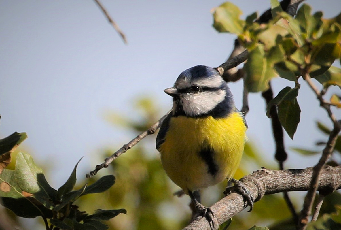 About JBW - JBW About Jordan BirdWatch wild birds protection