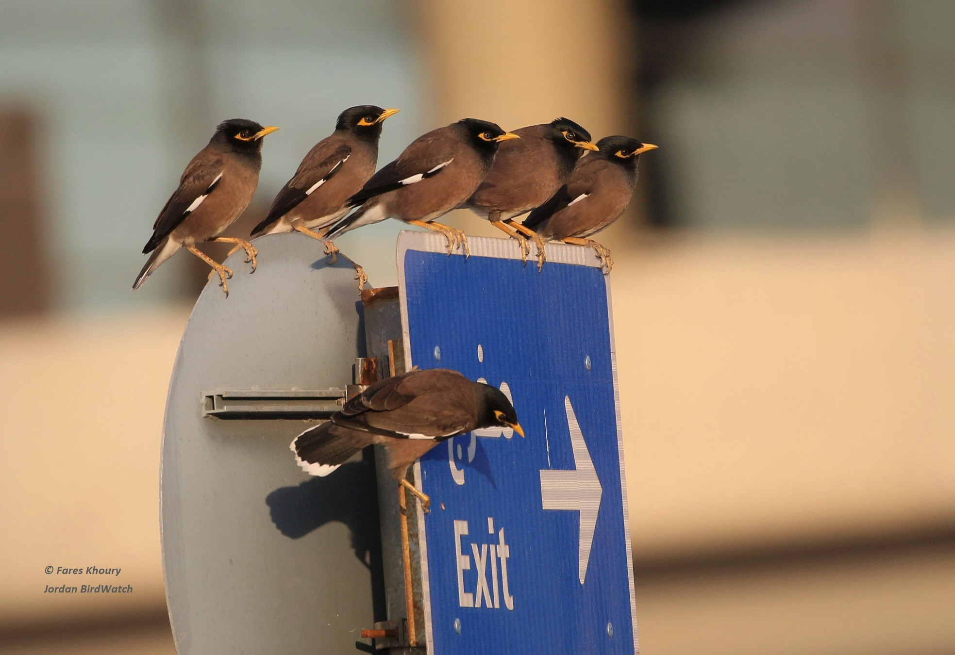 Birds in Jordan - Avifauna