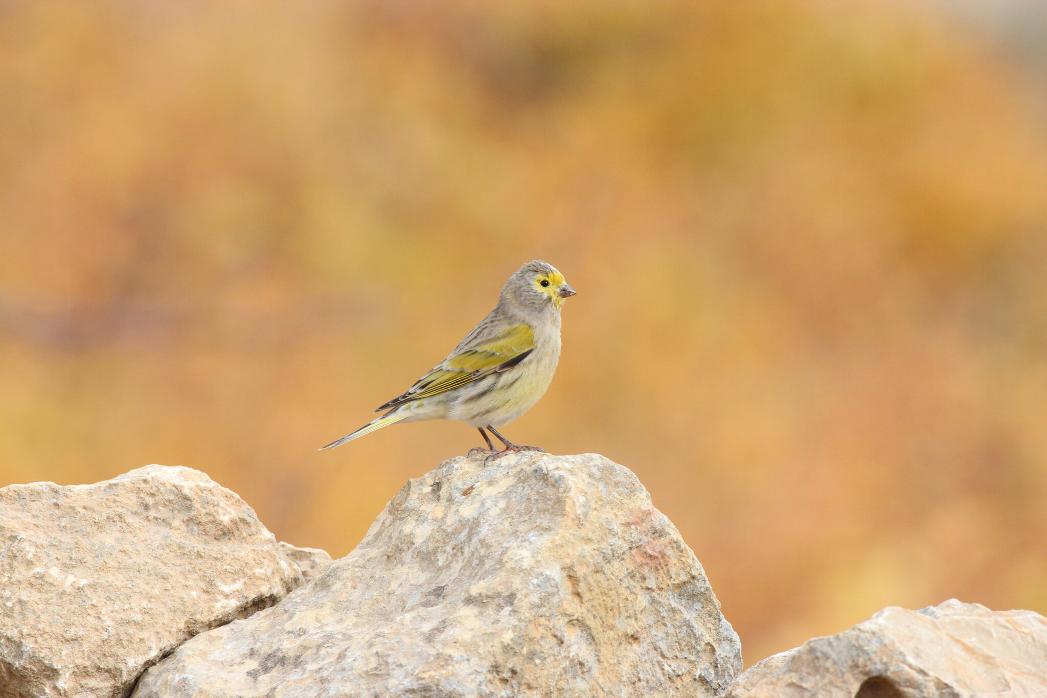 About JBW - JBW About Jordan BirdWatch wild birds protection