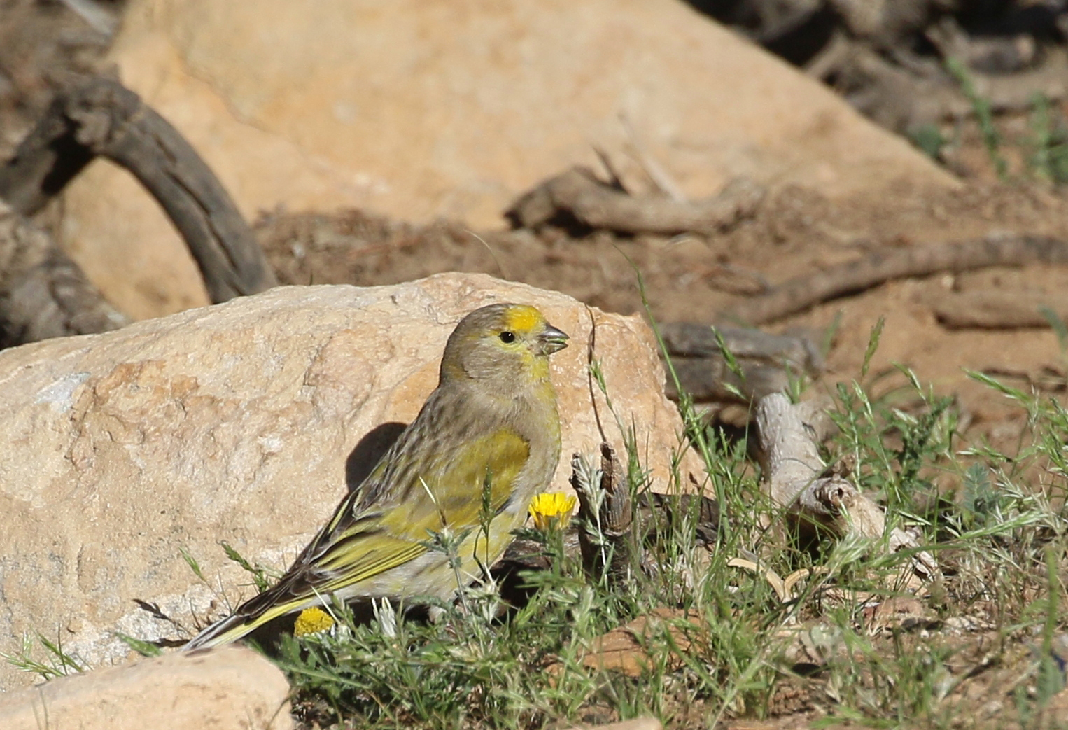 Syrian Serin in Jordan - JBW