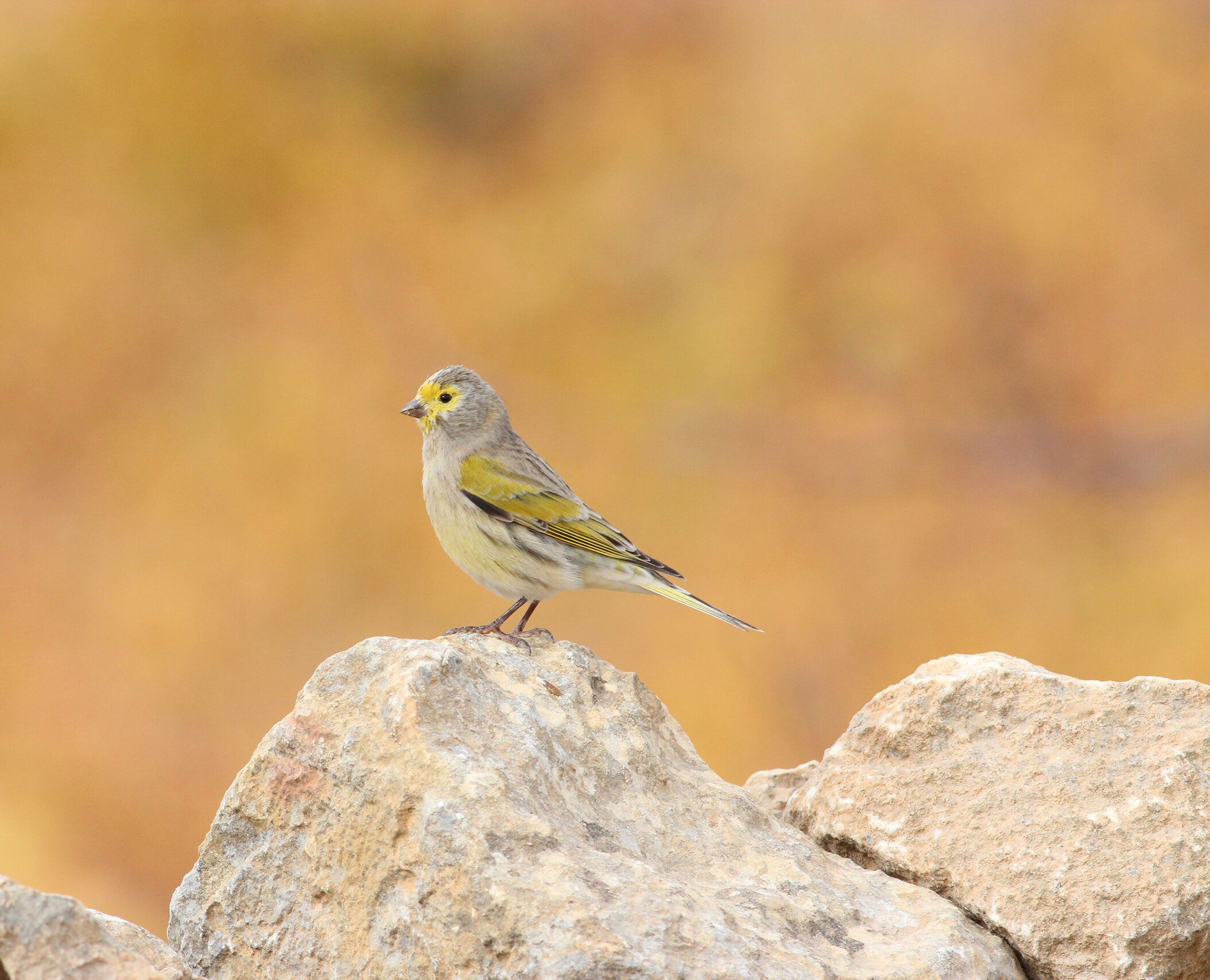 About JBW - JBW About Jordan BirdWatch wild birds protection